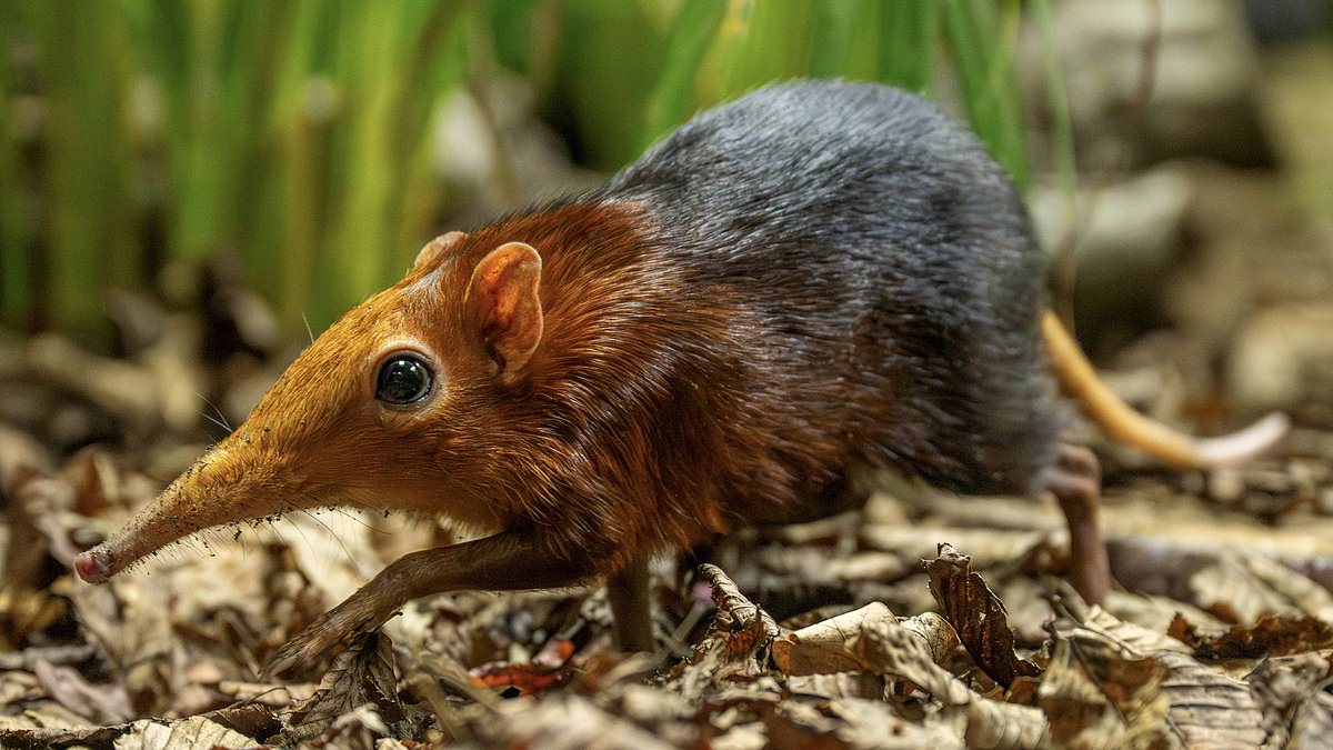 Rare elephant shrews are born in the UK for the first time - but are so ...